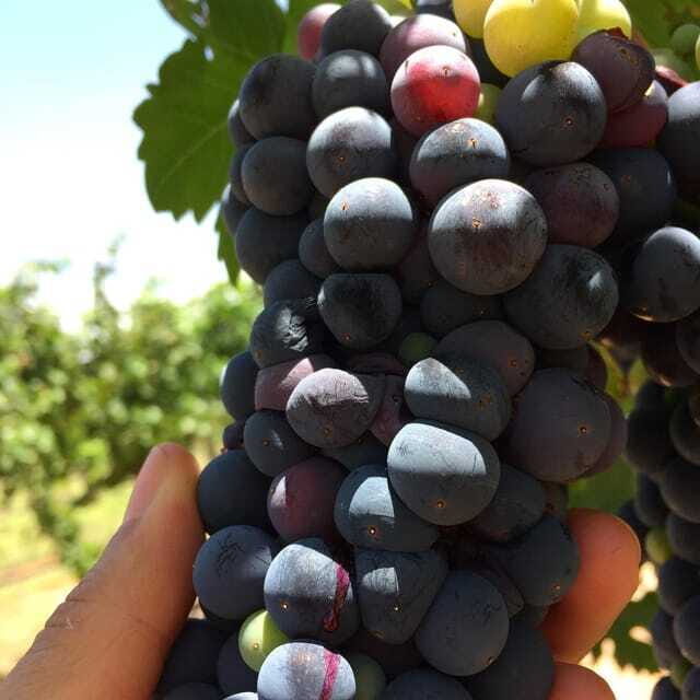 Chihuahua: Winery Tasting Experience - Why Is This Experience Worth Considering?