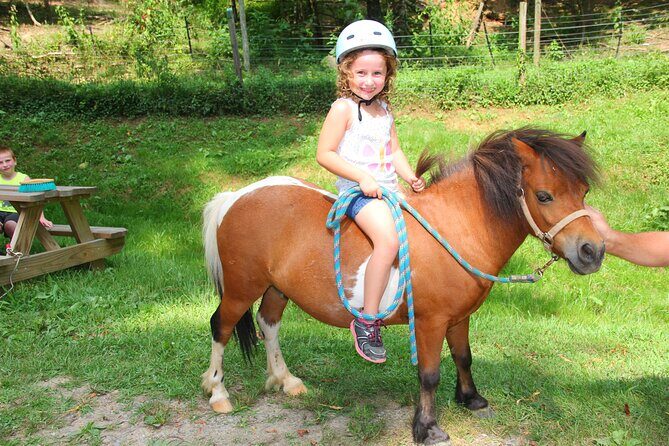 Children Mini Horse Rides - Why This Experience Might Be Right for Your Family