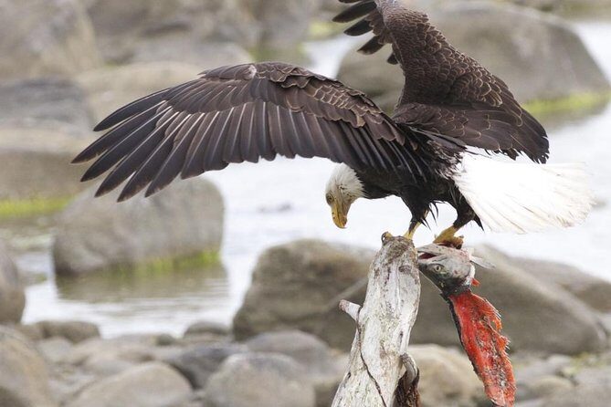Chilkoot Wilderness and Wildlife Viewing - 6.5 hrs from Skagway - Overview of the Tour Experience