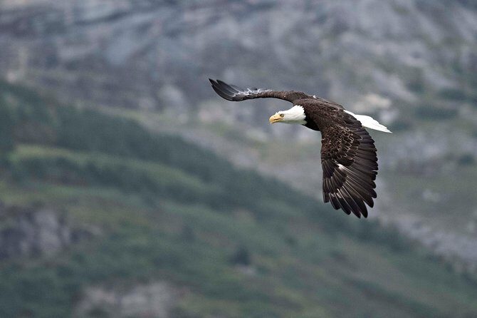 Chilkoot Wilderness and Wildlife Viewing - 6.5 hrs from Skagway - Wildlife Viewing: Realities and Expectations