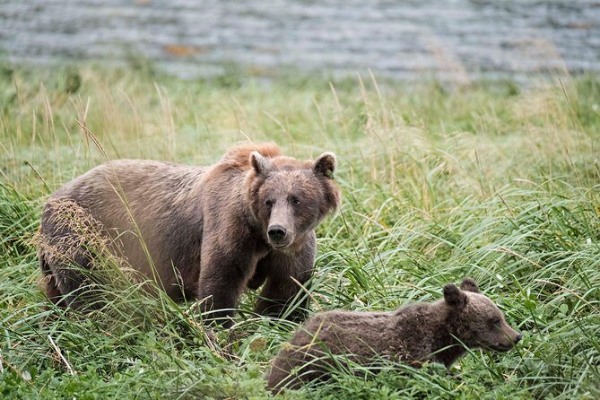Chilkoot Wilderness and Wildlife Viewing - 6.5 hrs from Skagway - Value for Money
