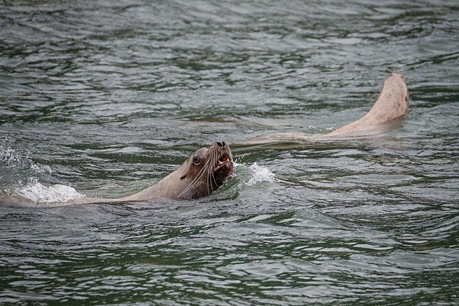 Chilkoot Wilderness and Wildlife Viewing - 6.5 hrs from Skagway - Critical Considerations