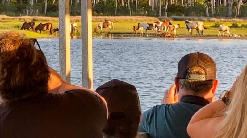 Chincoteague: Assateague Island Sunset Boat Cruise - What Reviewers Say