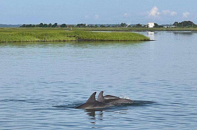 Chincoteague Dolphin Watching Boat Tour - Analyzing the Value