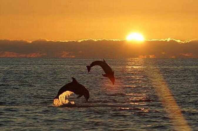 Chincoteague Dolphin Watching Boat Tour - Who Should Book This Tour?