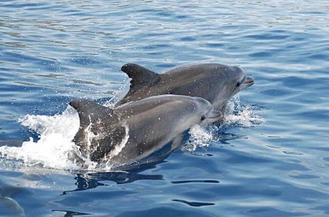 Chincoteague Dolphin Watching Boat Tour - The Sum Up