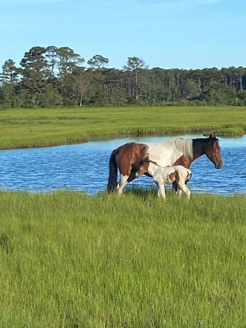 Chincoteague: Premier Pony & Wildlife Small Group Boat Tour - Who Will Love This Tour?