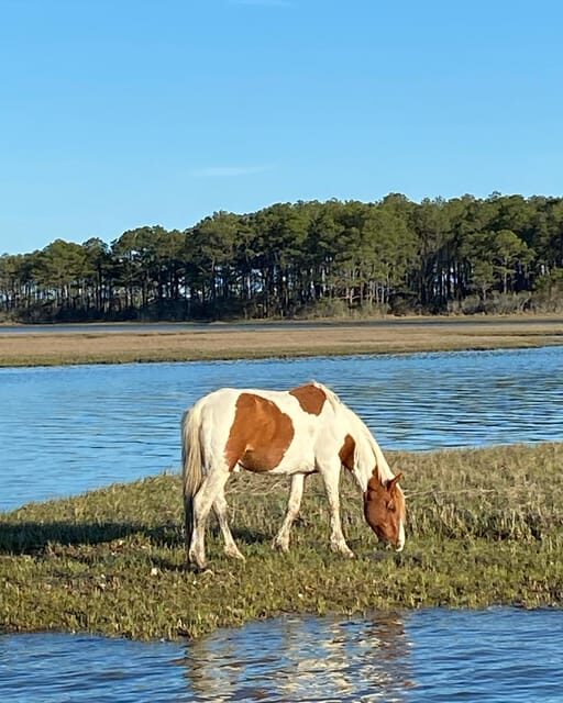 Chincoteague: Premier Pony & Wildlife Small Group Boat Tour - The Sum Up