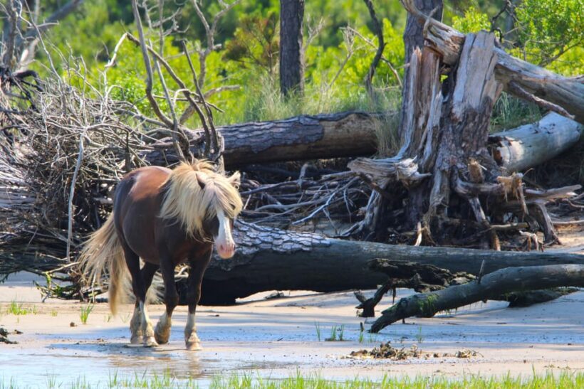 Chincoteague: Premier Pony & Wildlife Small Group Boat Tour - FAQ