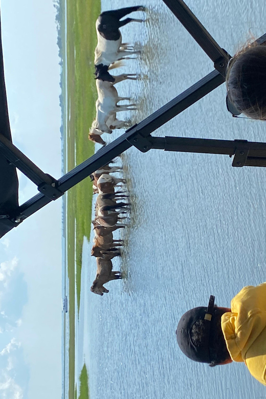 Chincoteague: Premier Pony & Wildlife Small Group Boat Tour - Key Points