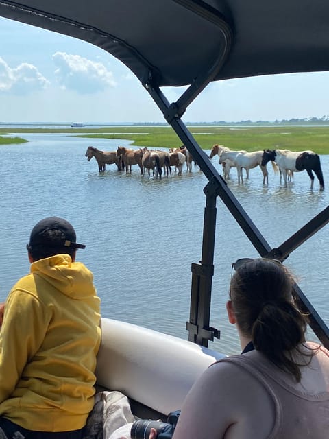 Chincoteague: Premier Pony & Wildlife Small Group Boat Tour - Exploring the 2-Hour Itinerary