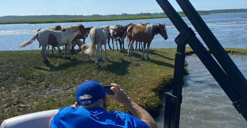 Chincoteague: Premier Pony & Wildlife Small Group Boat Tour - The Bottom Line