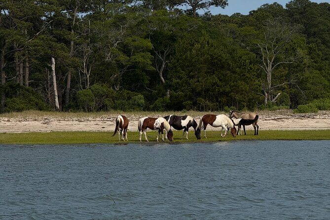 Chincoteague Wildlife Sunset Boat Tour - The Experience in Detail