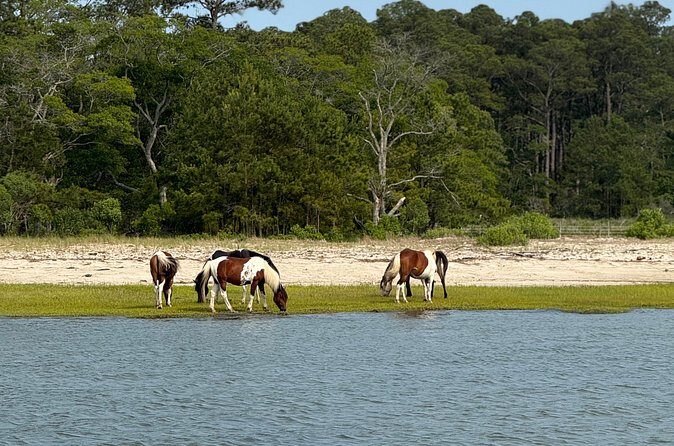 Chincoteague Wildlife Sunset Boat Tour - Who Will Love This Tour?