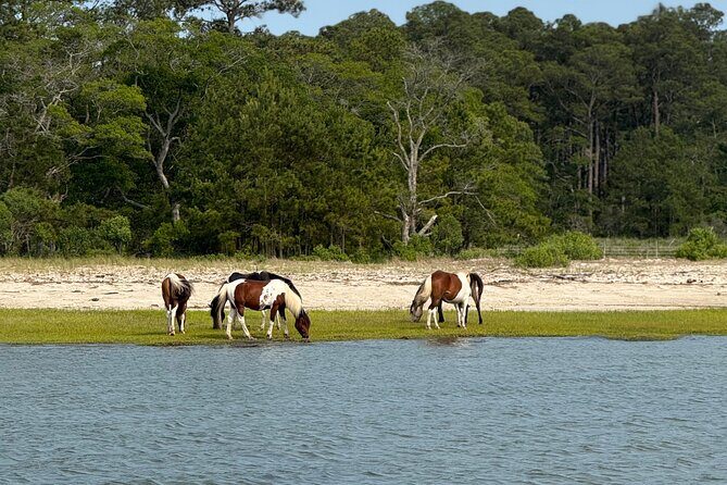 Chincoteague Wildlife Sunset Boat Tour - Final Thoughts