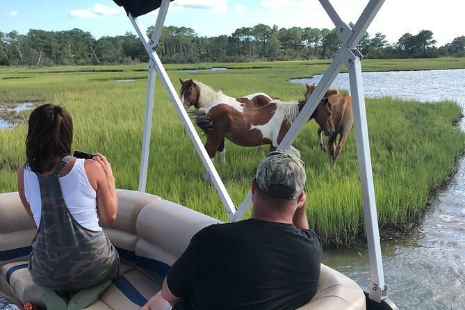 Chincoteague's Up The Bay Pony and Wildlife Tour by Boat - Key Points