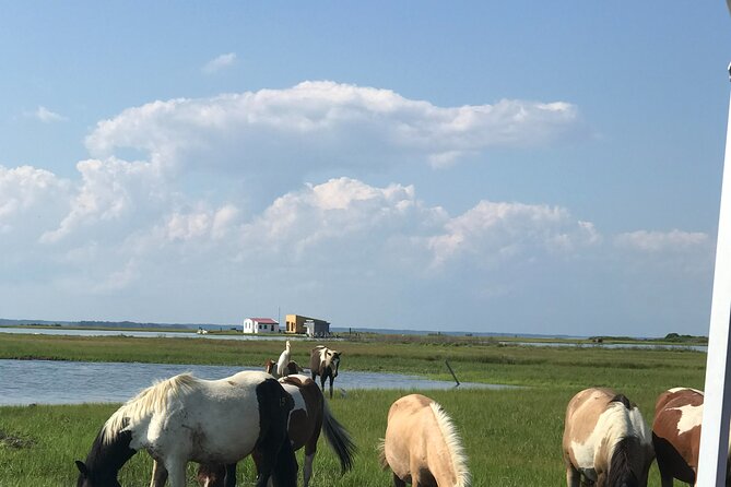 Chincoteague's Up The Bay Pony and Wildlife Tour by Boat - The Value of a Guided Boat Tour