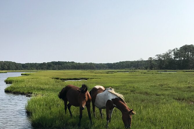 Chincoteague's Up The Bay Pony and Wildlife Tour by Boat - Authentic Experiences and Real Traveler Feedback
