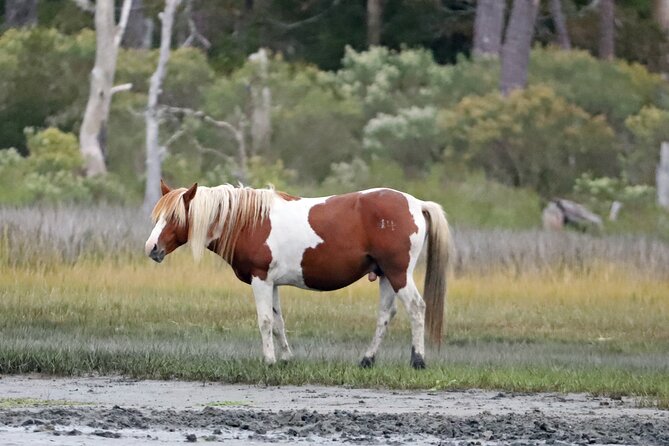 Chincoteague's Up The Bay Pony and Wildlife Tour by Boat - The Sum Up: Who Will Love This Tour?