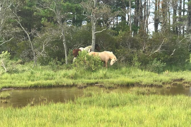 Chincoteague's Up The Bay Pony and Wildlife Tour by Boat - FAQ