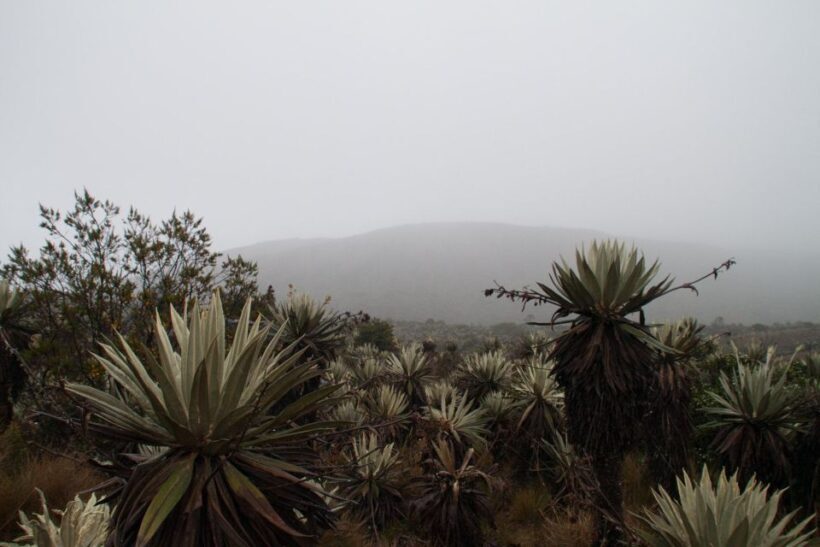 Chingaza: The Mountain of Water - Key Points