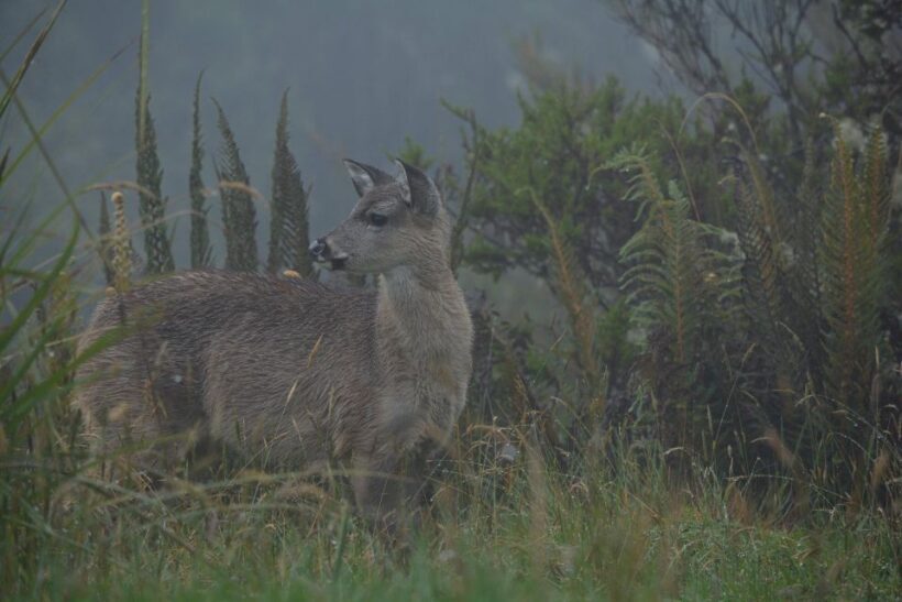 Chingaza: The Mountain of Water - Starting Early for a Day in the Andes