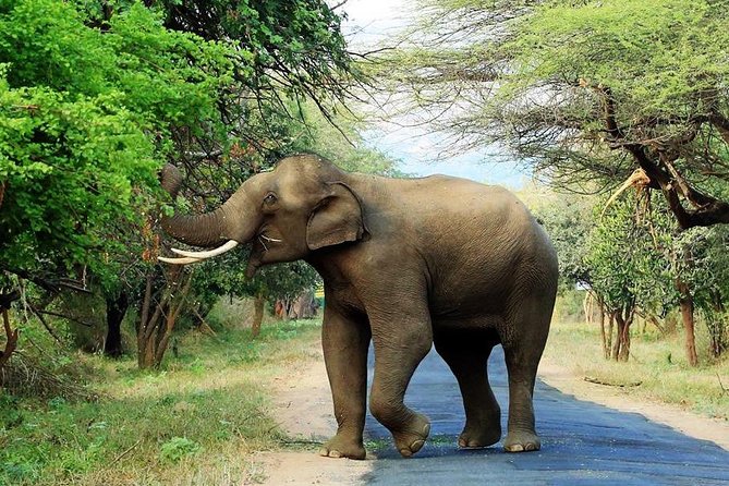 Chinnar Wild-life Visiting Tour (Eravikulam National Park) - Introduction: What Makes This Tour Stand Out?