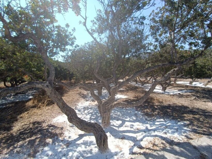 Chios: Half-Day Sightseeing Tour - Frequently Asked Questions