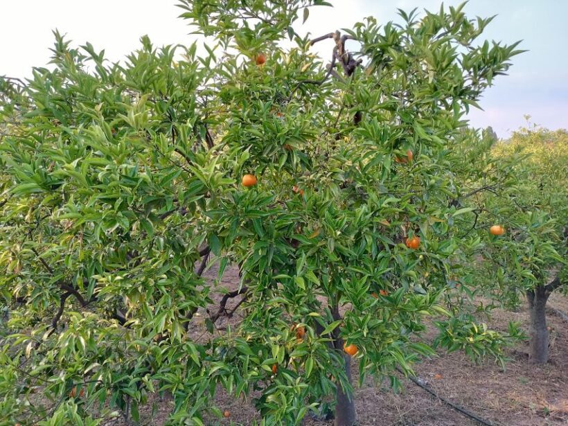 Chios: Orange Farm Trip & Tasting - Citrus museum visit - Practical Details and Value