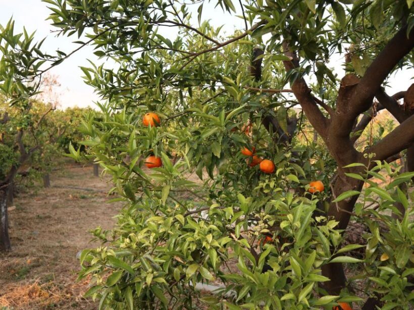 Chios: Orange Farm Trip & Tasting - Citrus museum visit - Who Will Love This Tour?