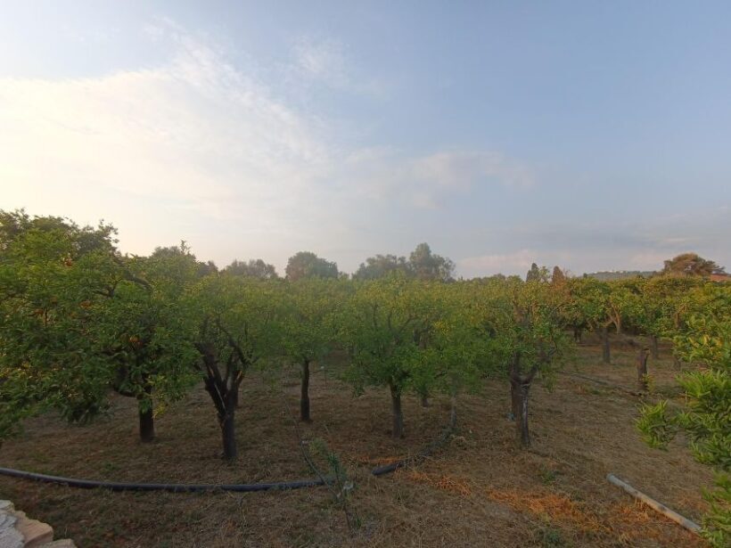Chios: Orange Farm Trip & Tasting - Citrus museum visit - Final Thoughts