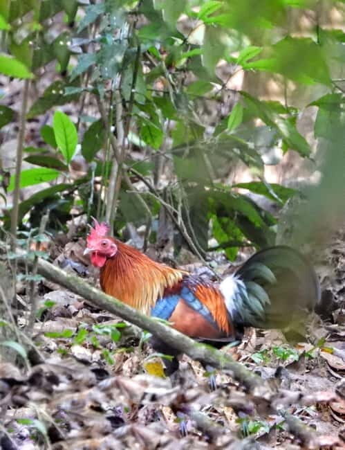 Chitwan: 2 Full day jungle walk with Canoeing all inclusive - The Itinerary in Detail