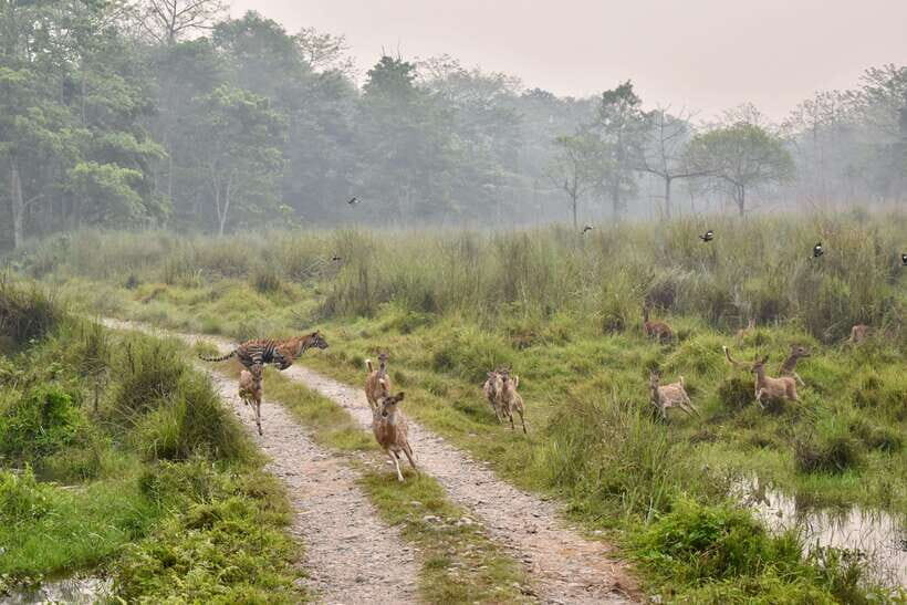 Chitwan: 2 Full day jungle walk with Canoeing all inclusive - Frequently Asked Questions