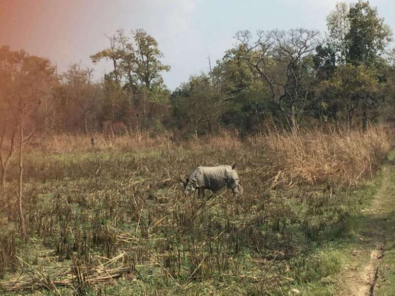 Chitwan: 3Night 4Day Chitwan National Park Jungle Activities - Final Thoughts