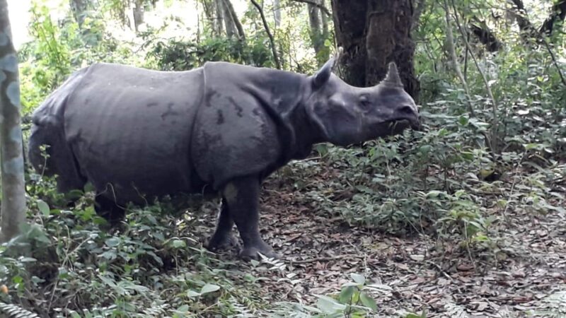 Chitwan: 4-Day Chitwan National Park Tiger Safari Tour - Analyzing the Value and Cost