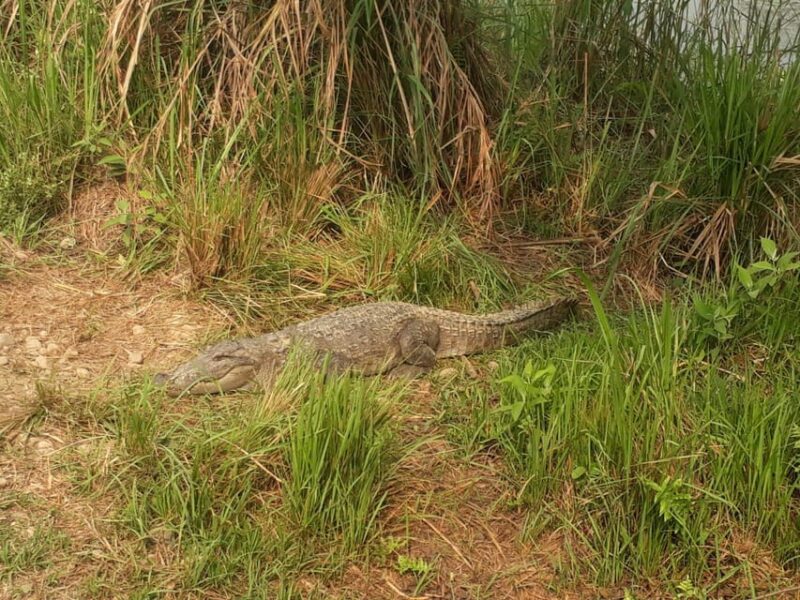 Chitwan: 4-Day Chitwan National Park Tiger Safari Tour - Practical Tips for Travelers