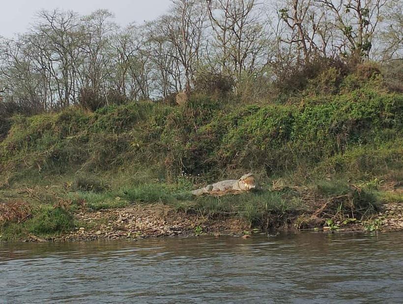 Chitwan Combo Tour: Jeep Safari, Canoeing & Jungle Walk - Key Points