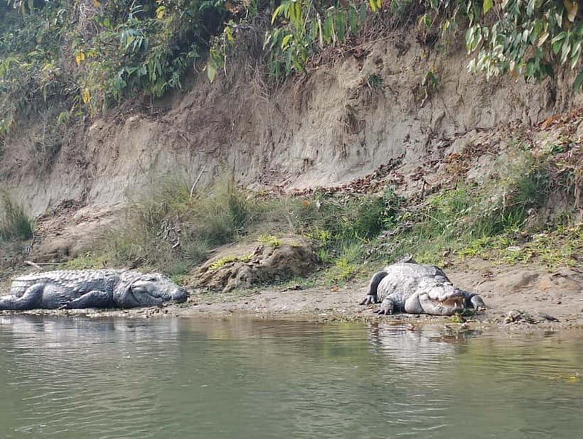 Chitwan Combo Tour: Jeep Safari, Canoeing & Jungle Walk - What’s Included and What’s Not?