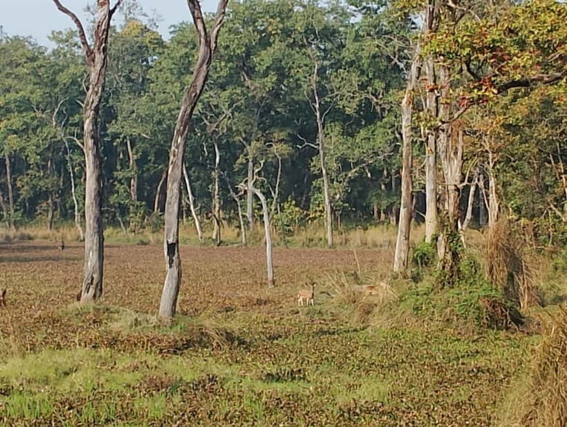 Chitwan Combo Tour: Jeep Safari, Canoeing & Jungle Walk - FAQ