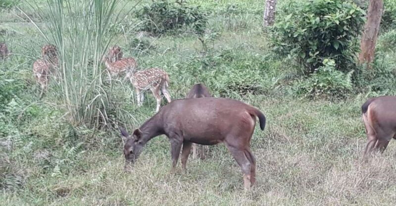 Chitwan Day Tour ( Canoeing+Jungle Walk+ Jeep Safari ) - Detailed Breakdown of the Itinerary