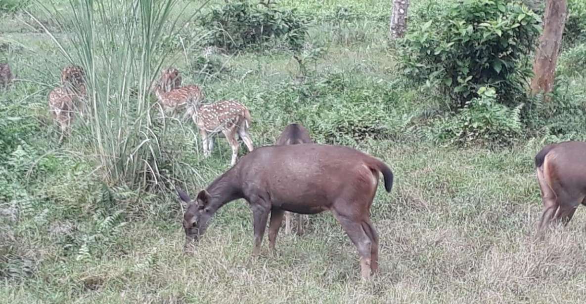 Chitwan Day Tour ( Canoeing+Jungle Walk+ Jeep Safari ) - What Makes This Tour Special?