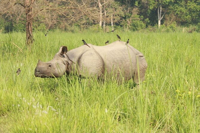 Chitwan Elegance: A 3-Day Luxury Wildlife Experience - Who Is This Tour Best For?