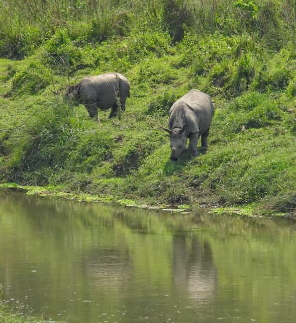 Chitwan: Full-Day Safari Canoeing and Jungle Walk and Jeep - Key Points