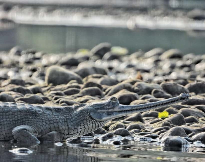 Chitwan: Full-Day Safari Canoeing and Jungle Walk and Jeep - What We’ve Learned From Reviews