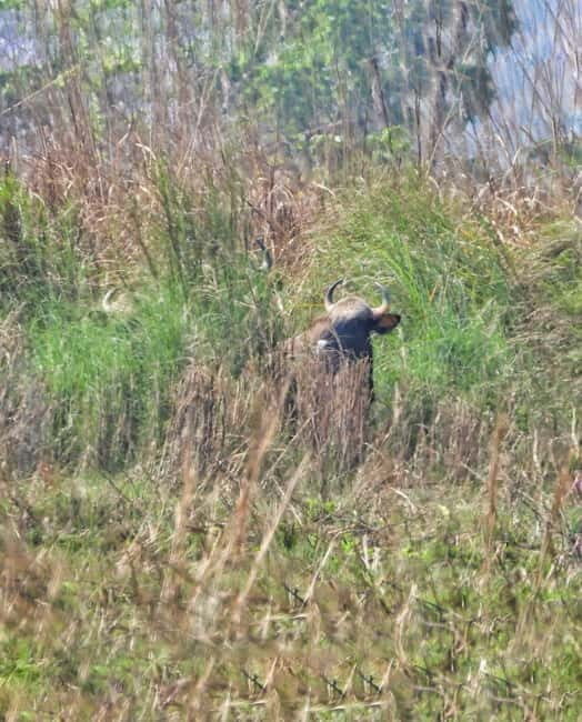 Chitwan: Full-Day Safari Canoeing and Jungle Walk and Jeep - The Sum Up