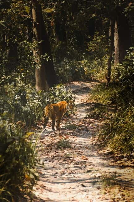 Chitwan: Full-Day Safari Canoeing and Jungle Walk and Jeep - FAQs
