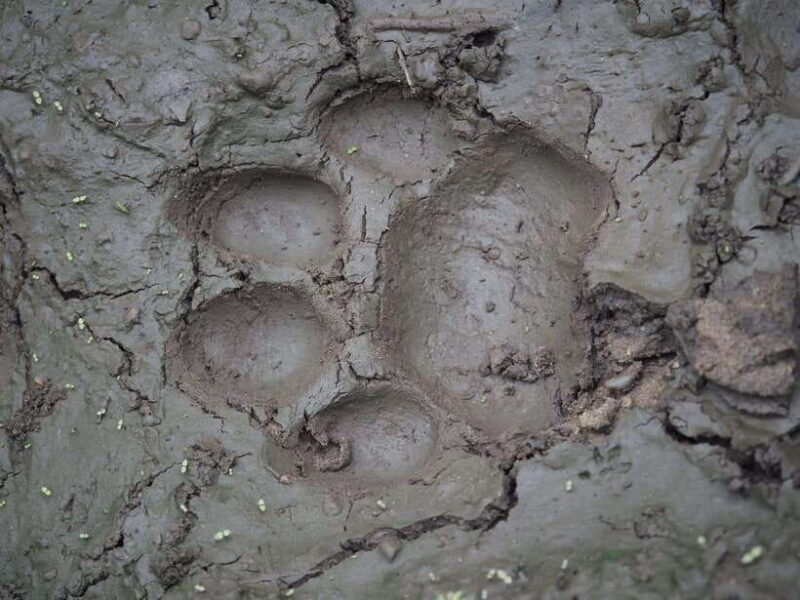 Chitwan: Full-Day Safari Canoeing and Jungle Walk and Jeep - What to Expect and What Not to Expect