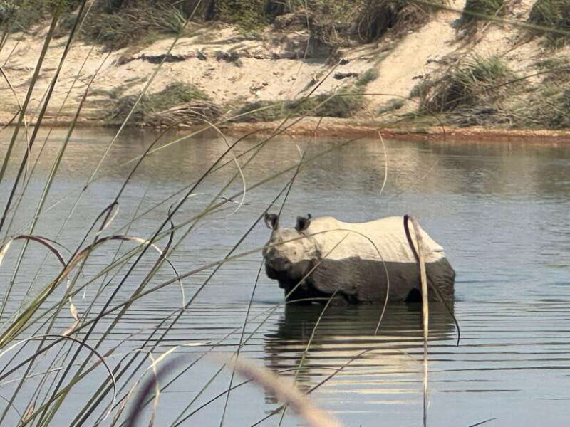 Chitwan: Full-Day Safari Canoeing and Jungle Walk and Jeep - Who Should Consider This Tour?