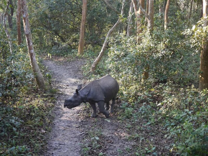 Chitwan Jungle Safari: 3-Day Wildlife Expedition - The Value and Who It’s For
