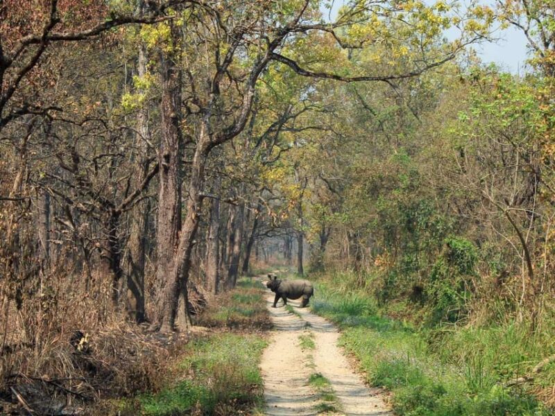 Chitwan Jungle Safari: 3-Day Wildlife Expedition - FAQ